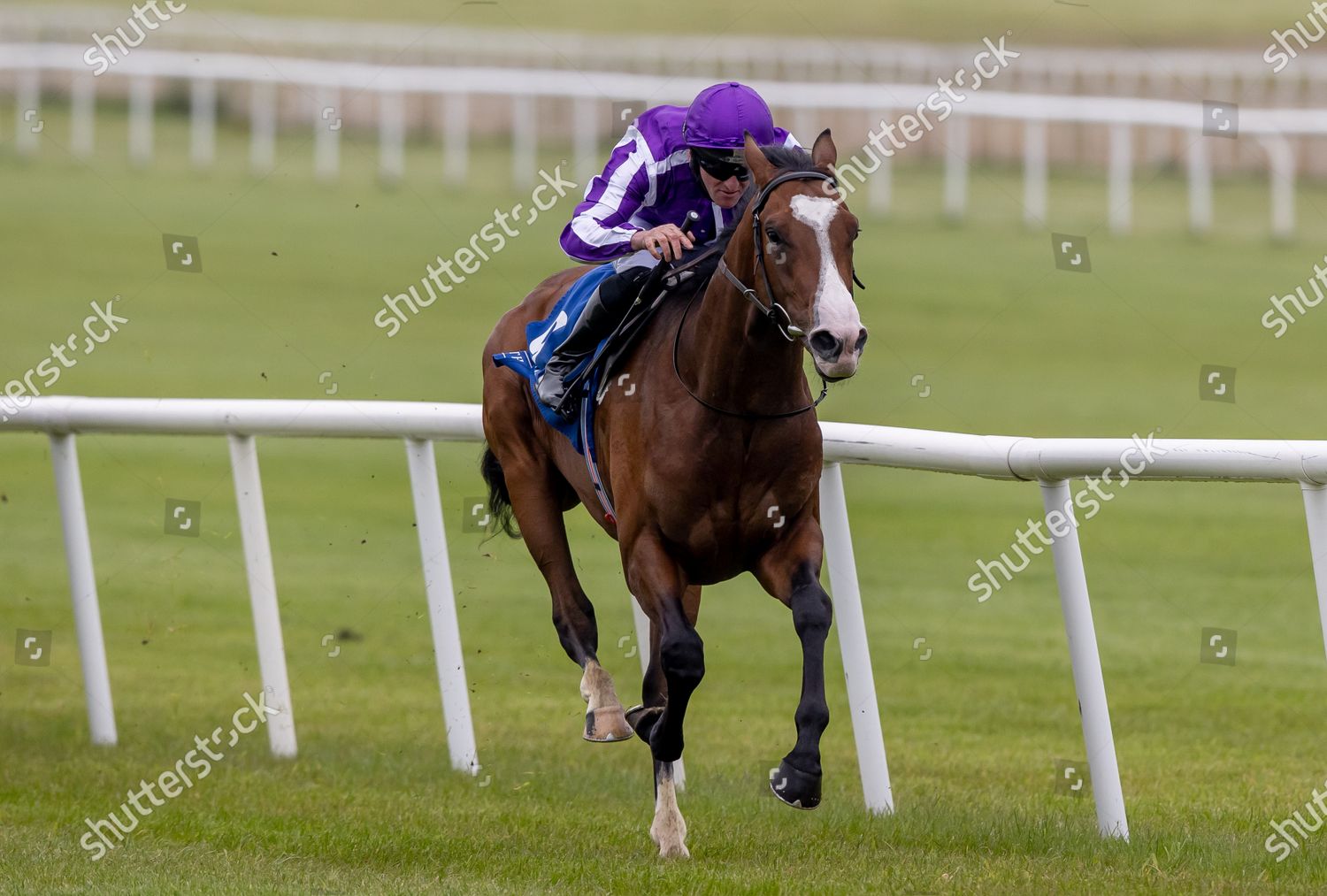 Irish Stallion Farms Ebf C G Editorial Stock Photo - Stock Image ...