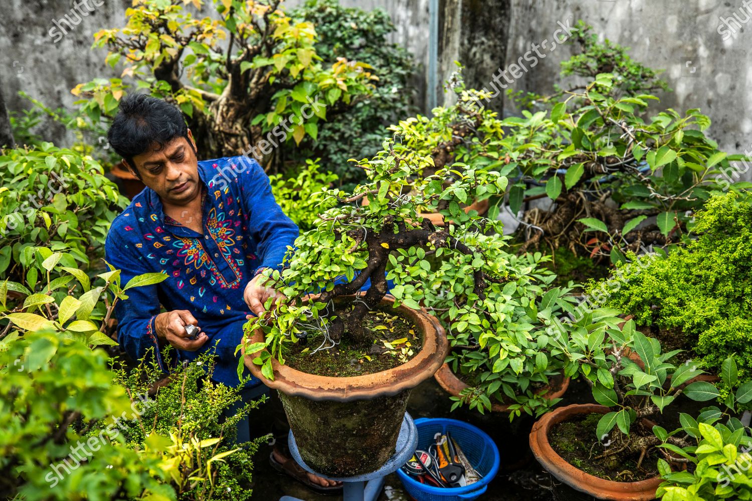 Bonsai Artist Seen Prune Tree Rooftop Editorial Stock Photo - Stock ...