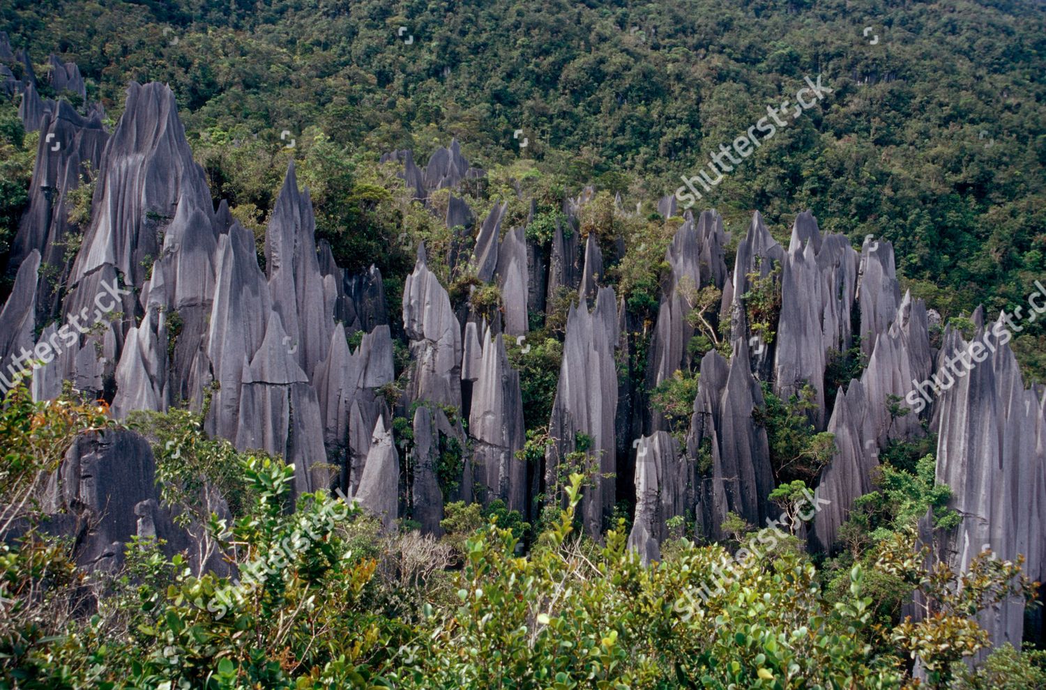 Pinnacles Razor Sharp Limestone Spikes On Editorial Stock Photo - Stock ...