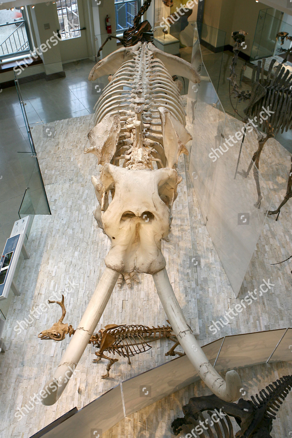 Elephant Skeleton Editorial Stock Photo - Stock Image | Shutterstock