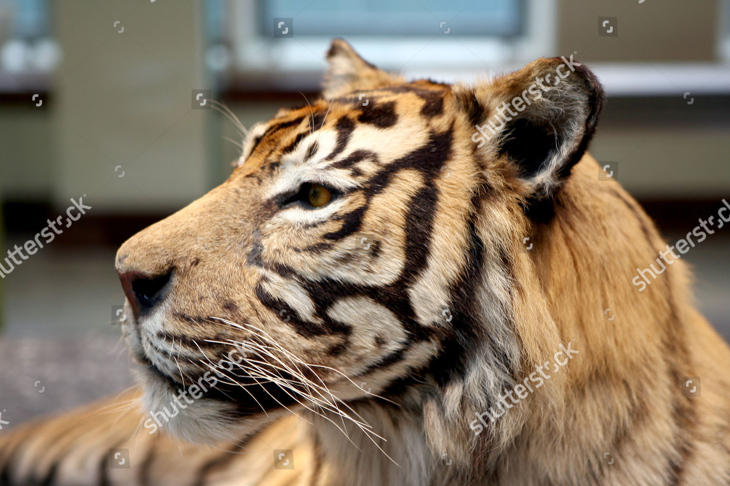 Tiger Editorial Stock Photo - Stock Image | Shutterstock