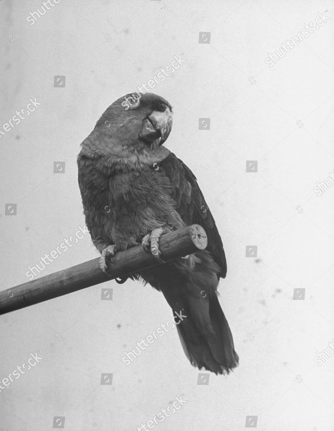Closeup Parrot Named Polly Which Appeared Editorial Stock Photo - Stock ...