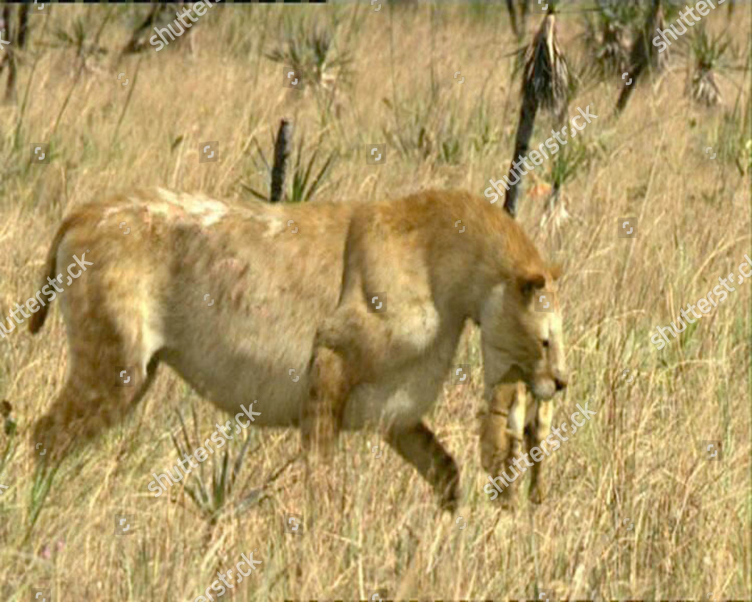 Screen Grab Shows Smilodon Cub Editorial Stock Photo - Stock Image ...