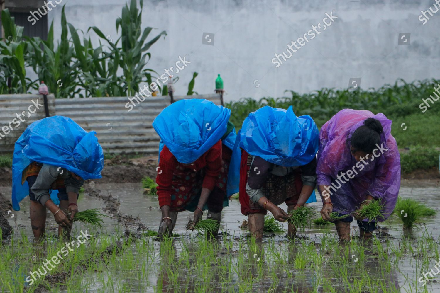 Nepalese Farmers Work Paddy Field During Editorial Stock Photo - Stock ...