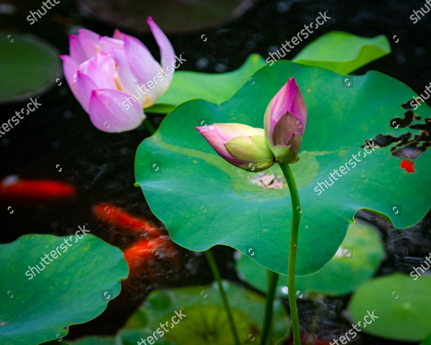 On June 15 2021 Nanjing Summer Editorial Stock Photo - Stock Image ...