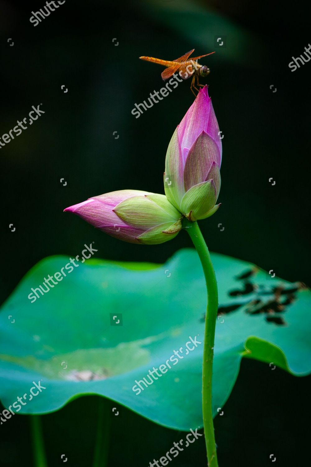 On June 15 2021 Nanjing Summer Editorial Stock Photo - Stock Image ...