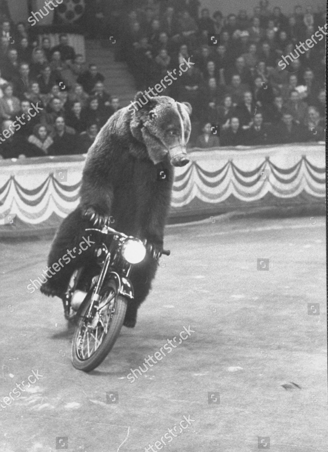 Extraordinarily Skillful Russian Performing Bear Driving Editorial ...