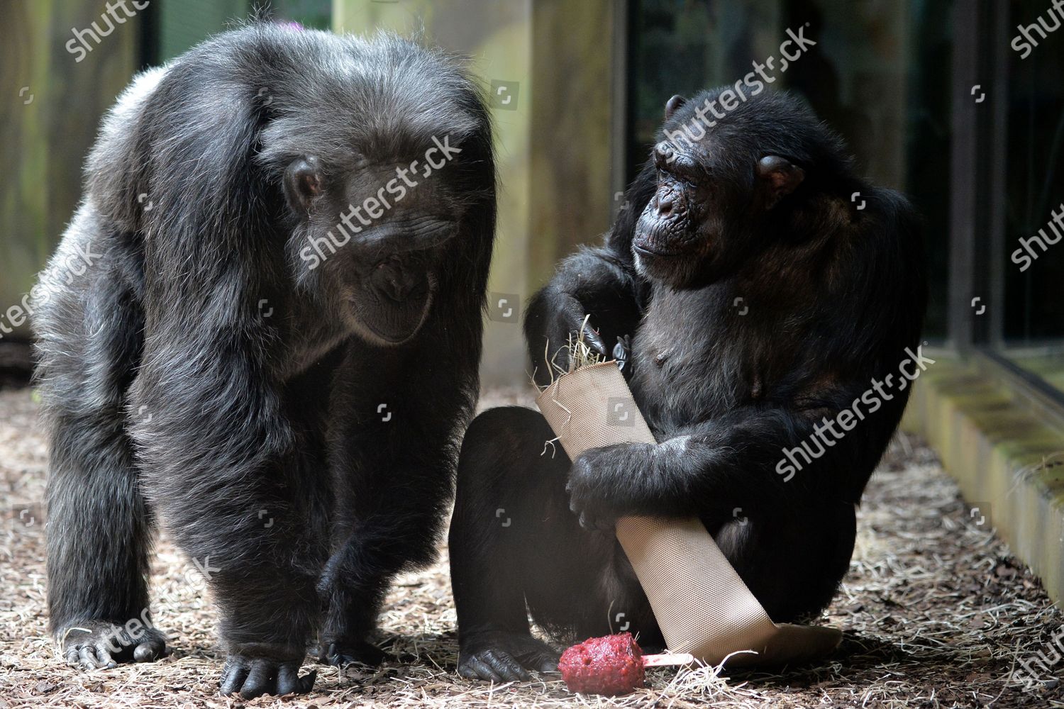 Chimpanzees Enjoy 50 Birthday Party Their Editorial Stock Photo - Stock ...