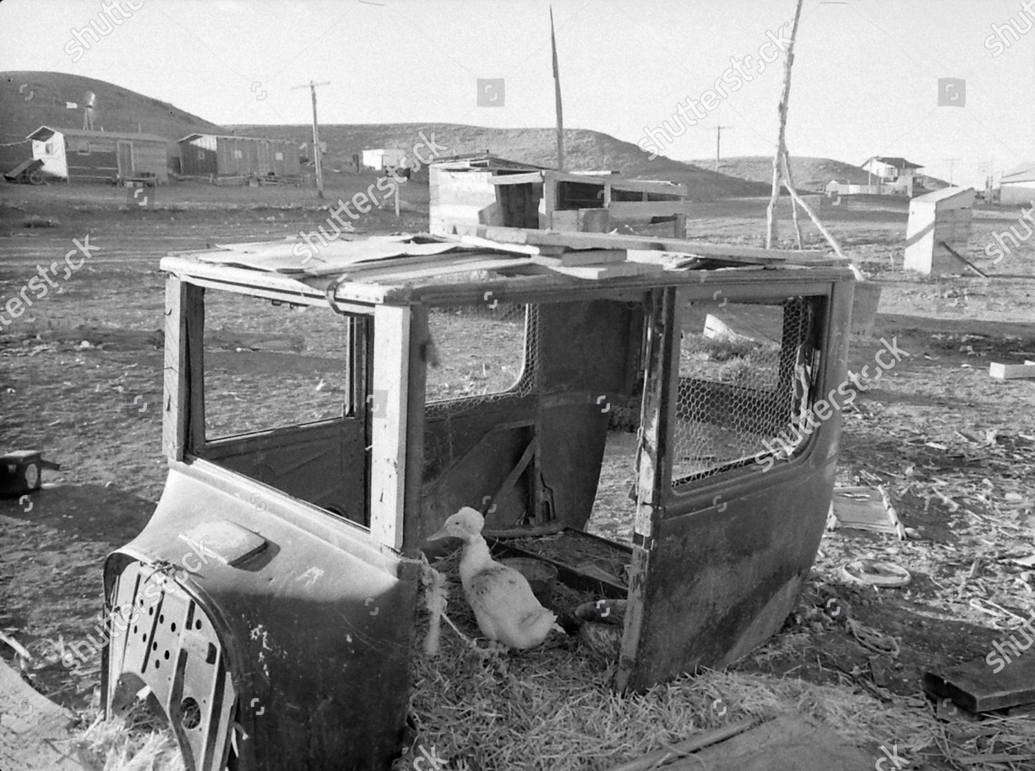 Old Sedan Body Used Coop Ducks Editorial Stock Photo - Stock Image ...