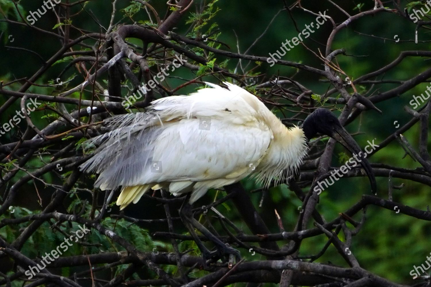 Group Blackheaded Ibis Hatching Their Eggs Editorial Stock Photo ...