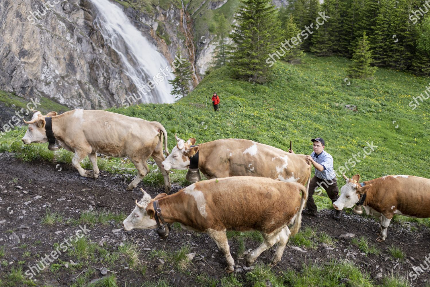 COWS THEIR HERDSMEN CLIMB NARROW STEEP Editorial Stock Photo - Stock ...