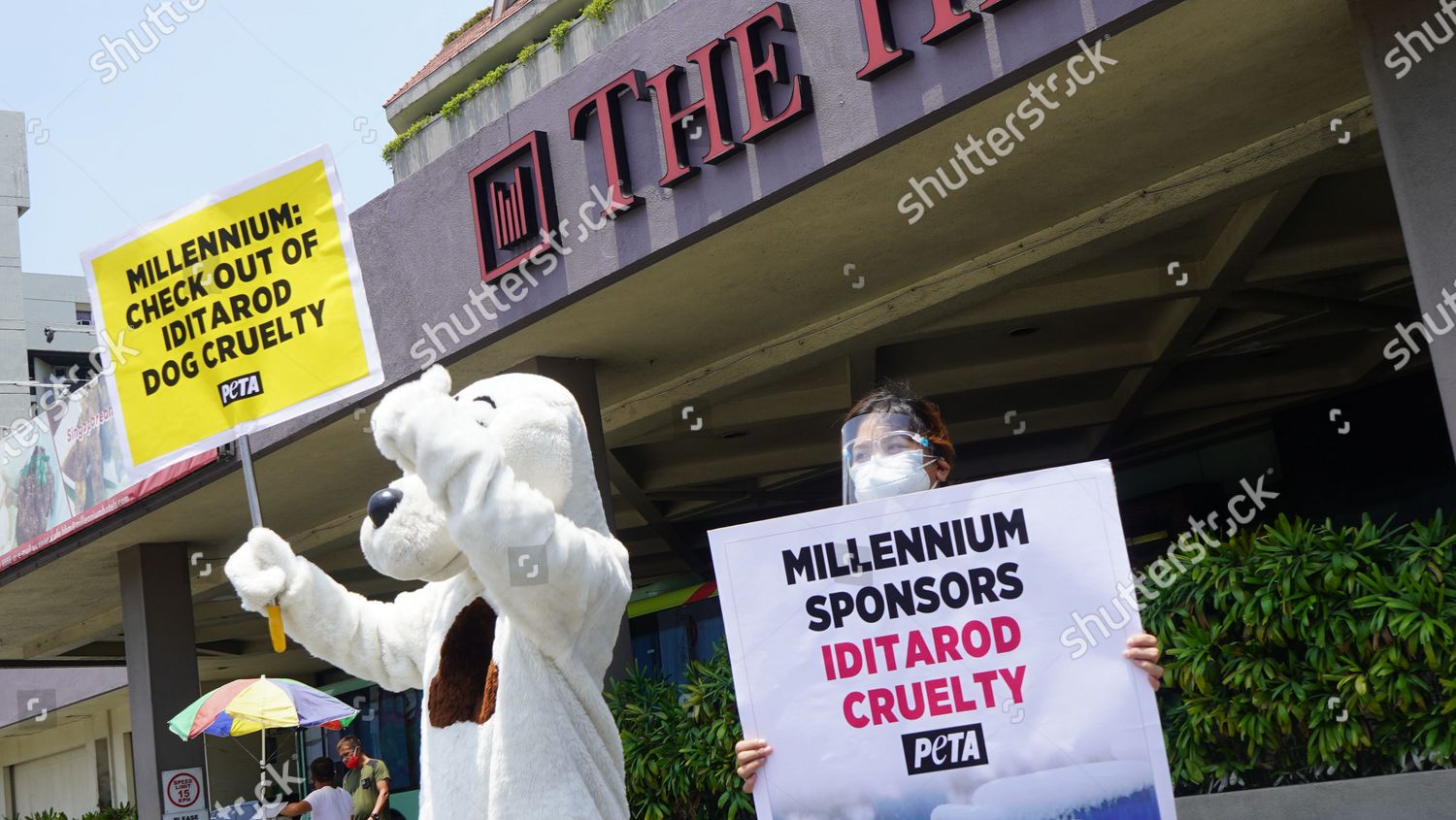 Peta Together Mascot Dog Tagpi Hold Editorial Stock Photo - Stock Image ...