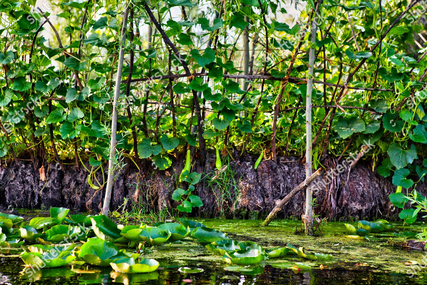 Floating Vegetable Gardens Deep Along Backwaters Editorial Stock Photo ...