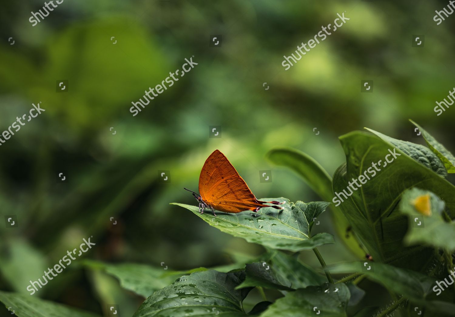 During Monsoon Season Forests Tehatta Become Editorial Stock Photo ...