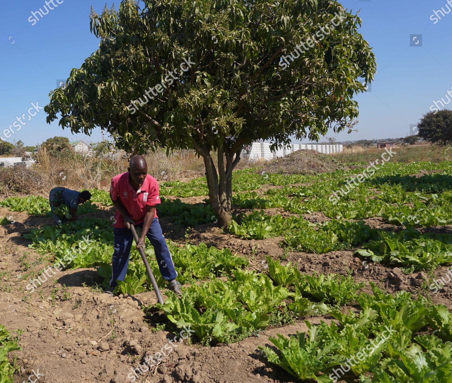 Patrick Daka Vegetable Cultivator Tends His Editorial Stock Photo ...