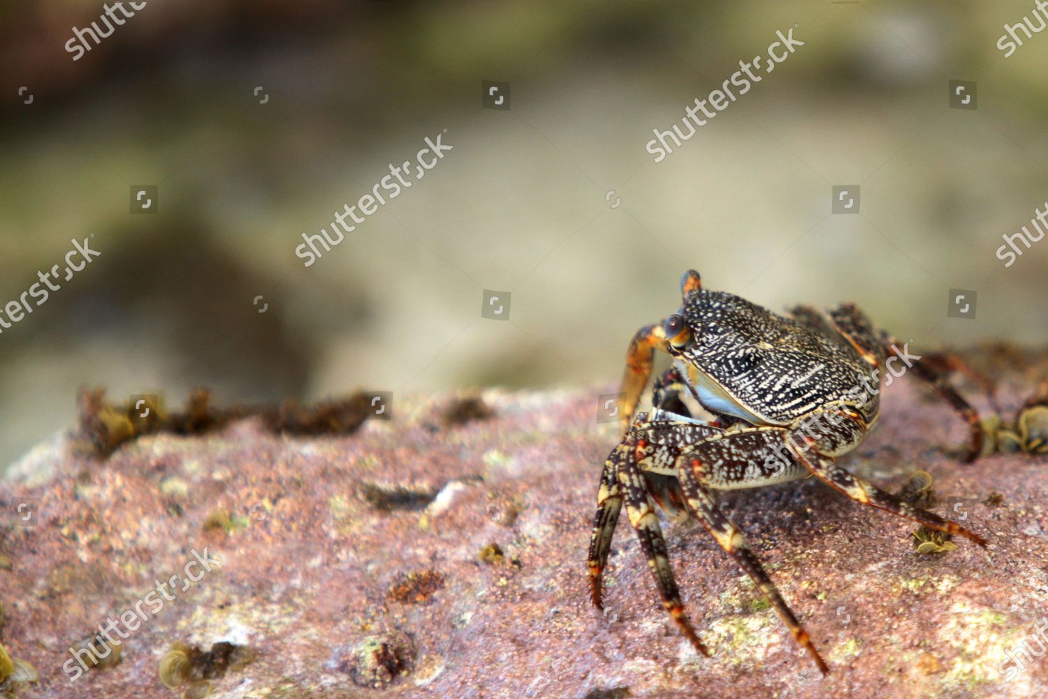Crab Scuttling Along Rocks By Ocean Editorial Stock Photo - Stock Image ...