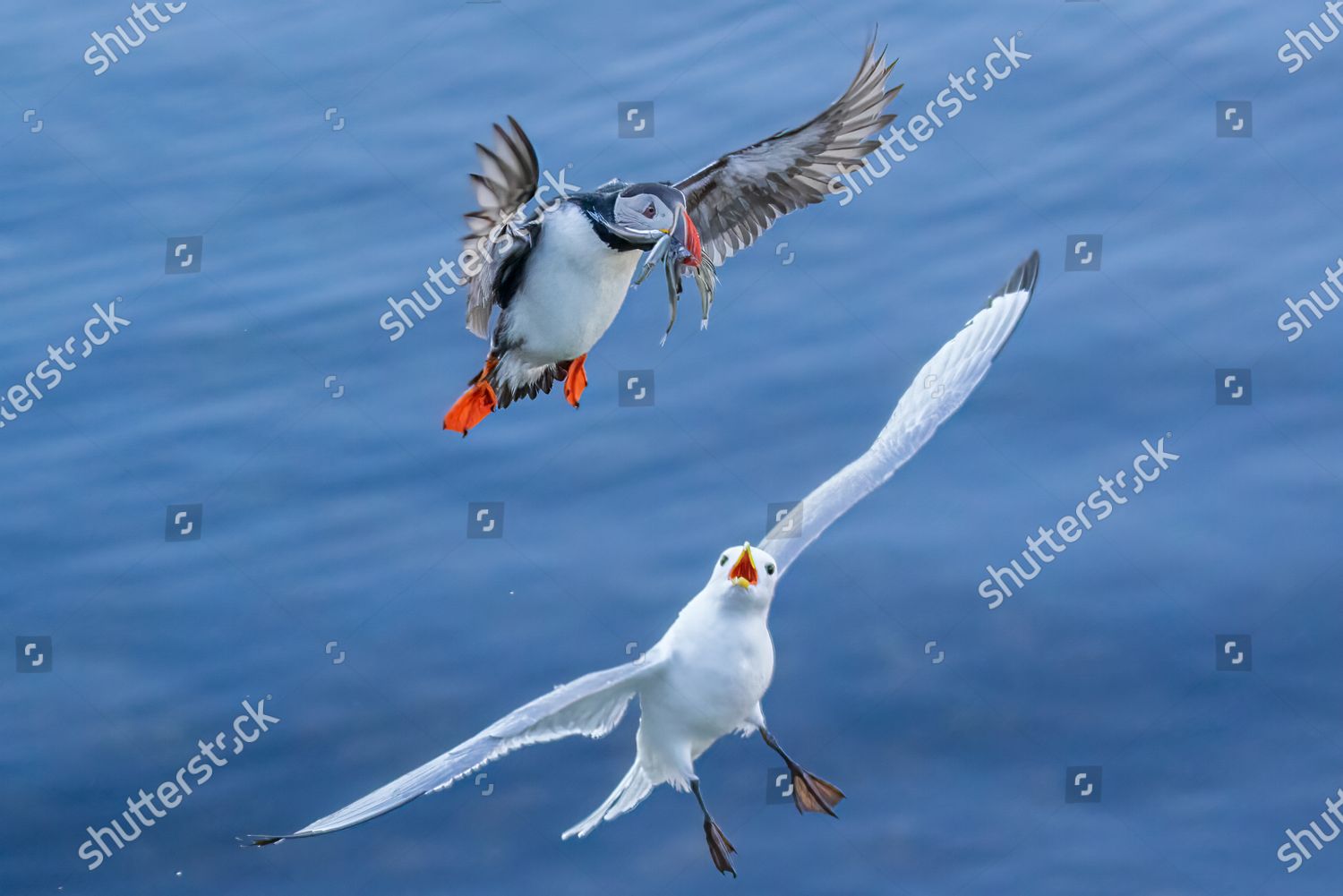 Seagull Attacks Puffin Midflight Tries Steal Editorial Stock Photo ...