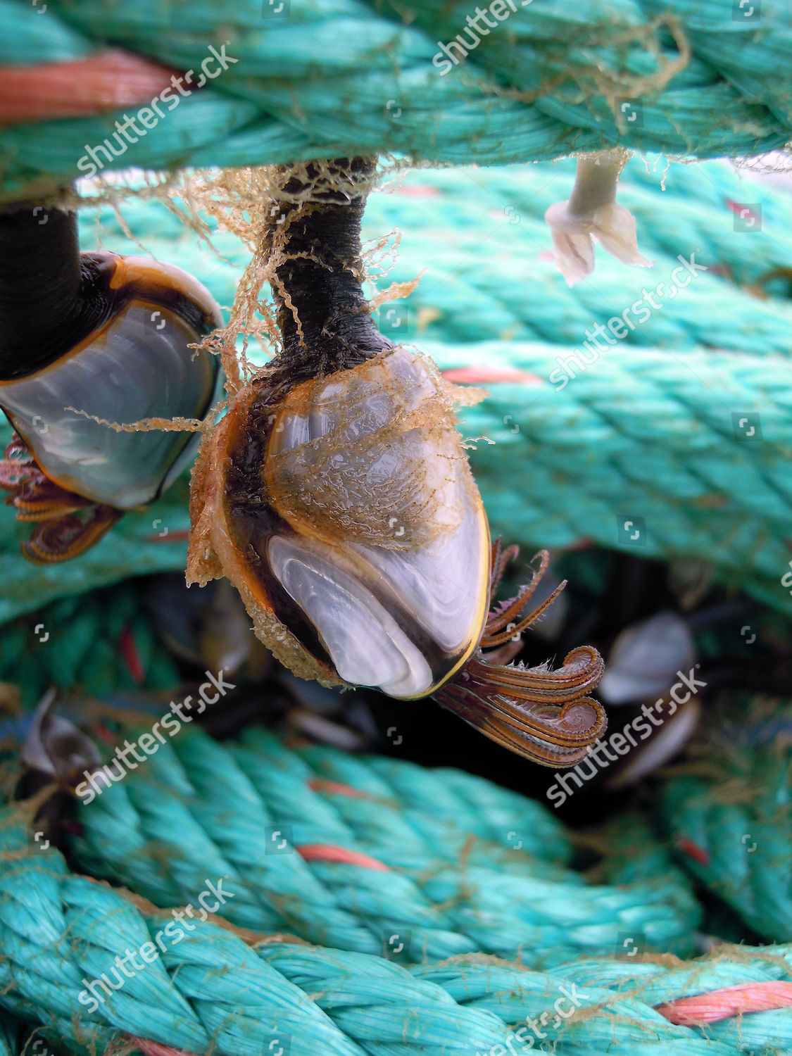Goose Barnacles Attached Drifting Rope Editorial Stock Photo - Stock ...