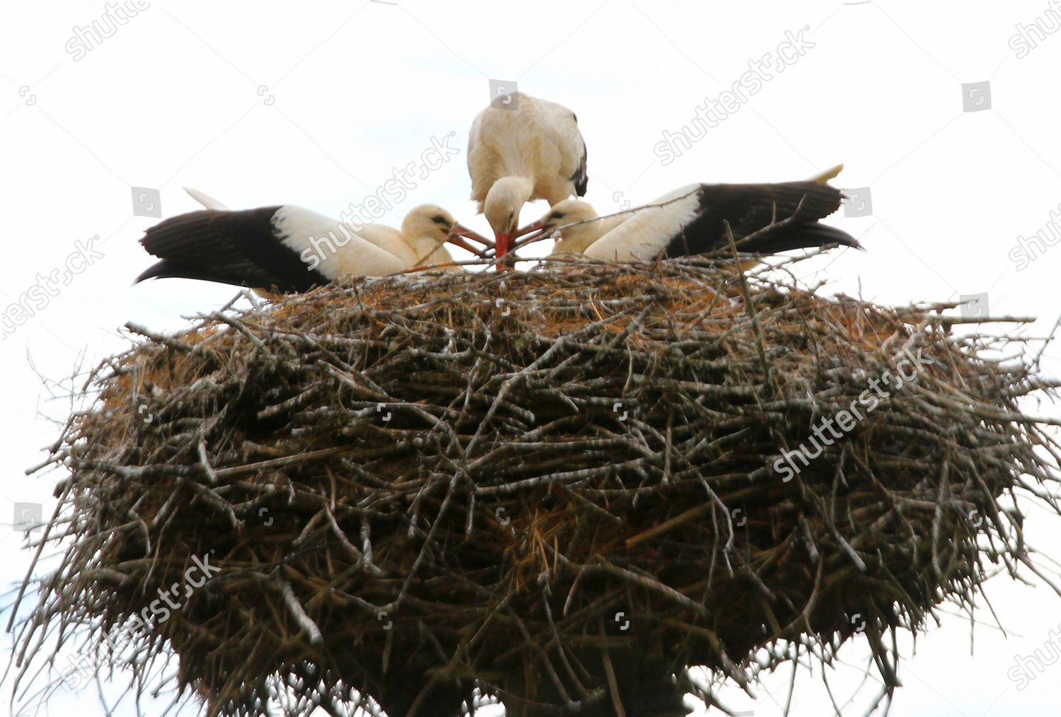 White Stork Seen Feeding Young Storks Editorial Stock Photo - Stock ...
