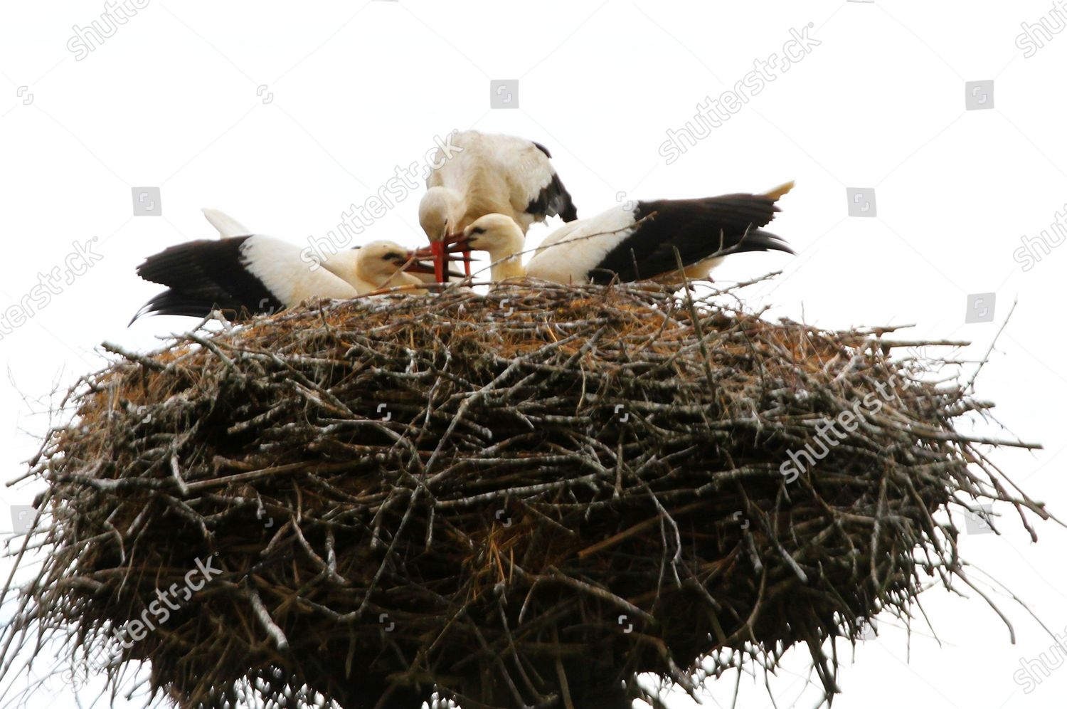 White Stork Seen Feeding Young Storks Editorial Stock Photo - Stock ...