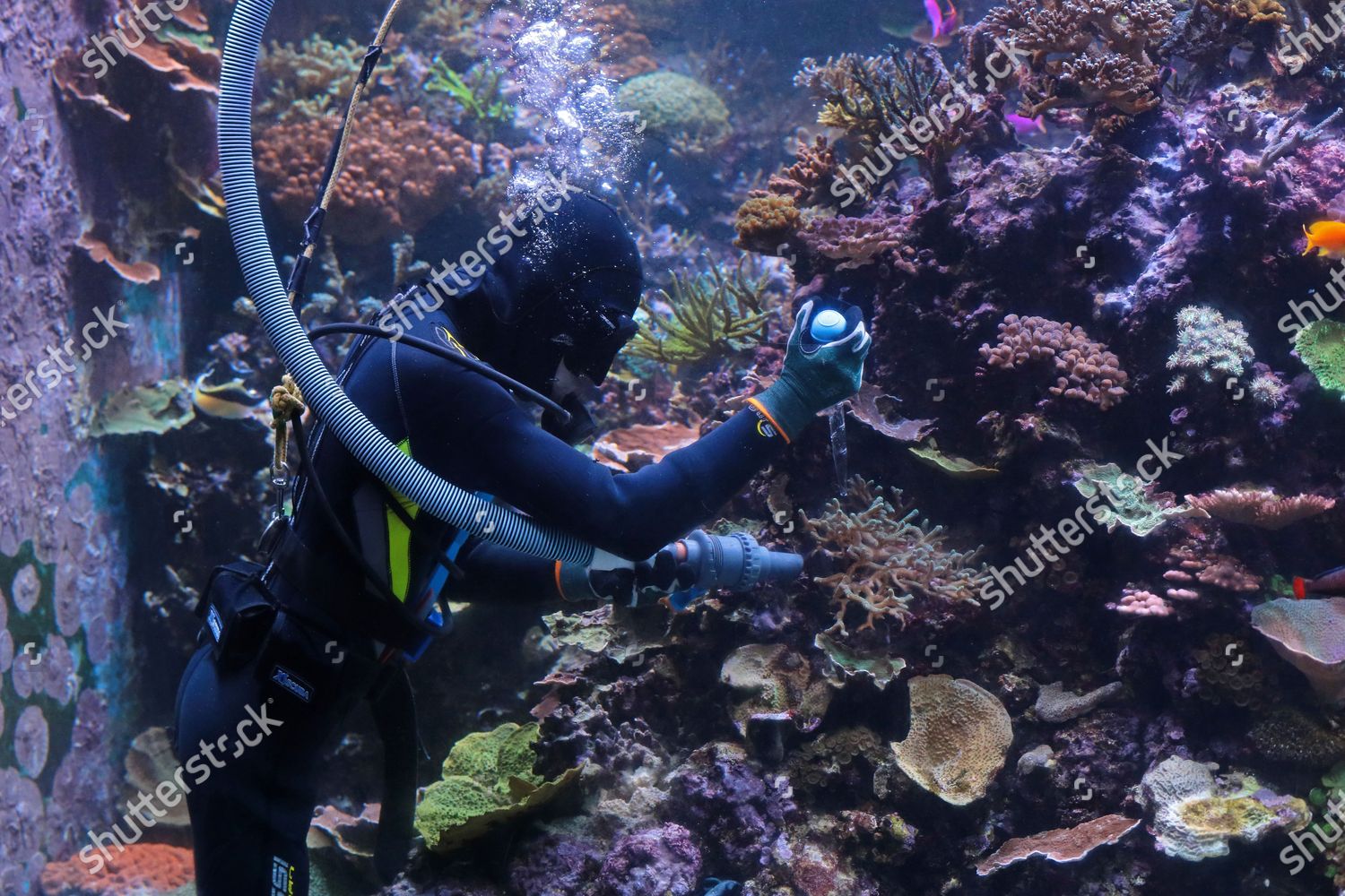 Aquarist Performs Routine Maintenance Work Sea Editorial Stock Photo ...