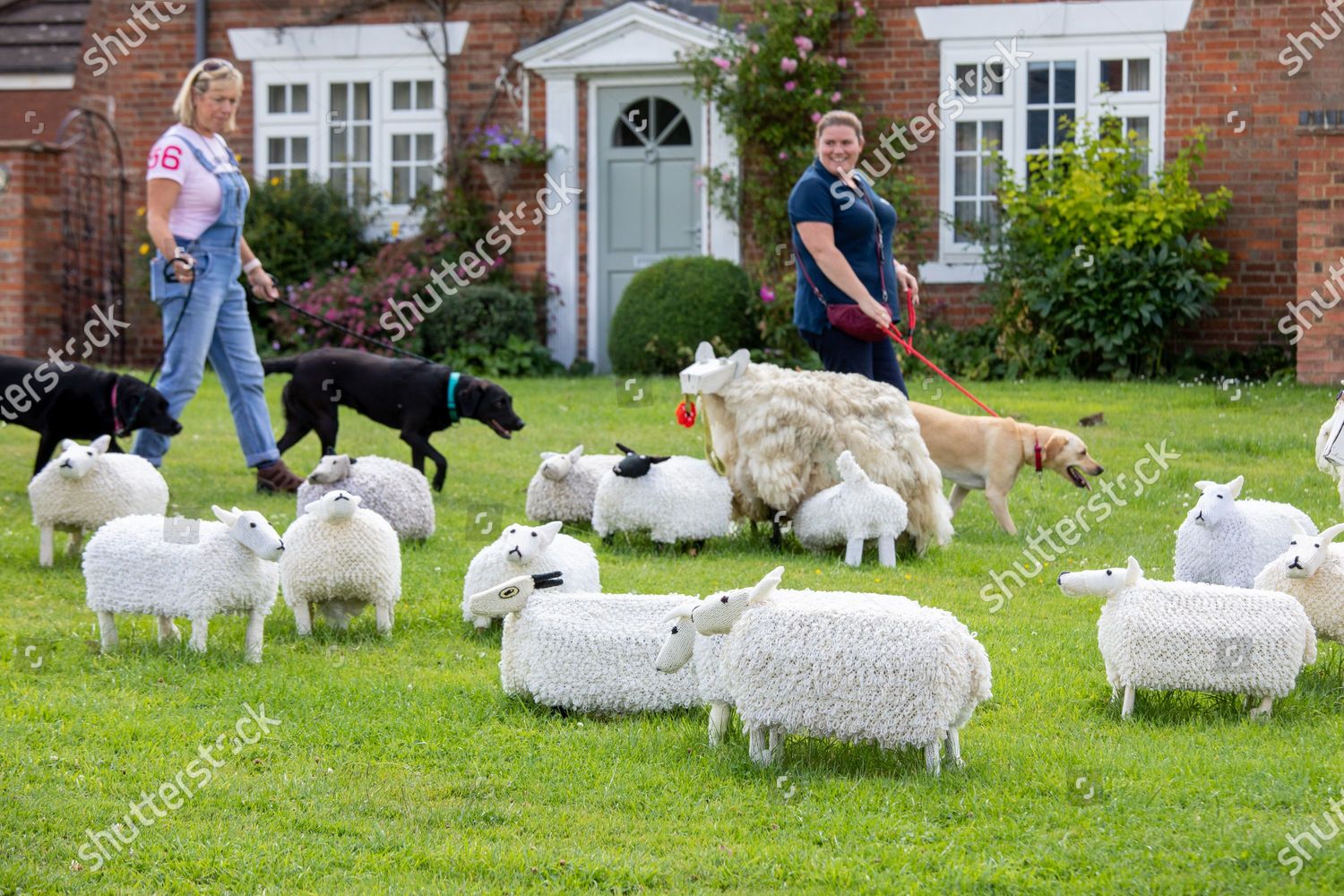 PICTURED LOCAL WALKERS KNITTED SHEEP ON Editorial Stock Photo - Stock ...