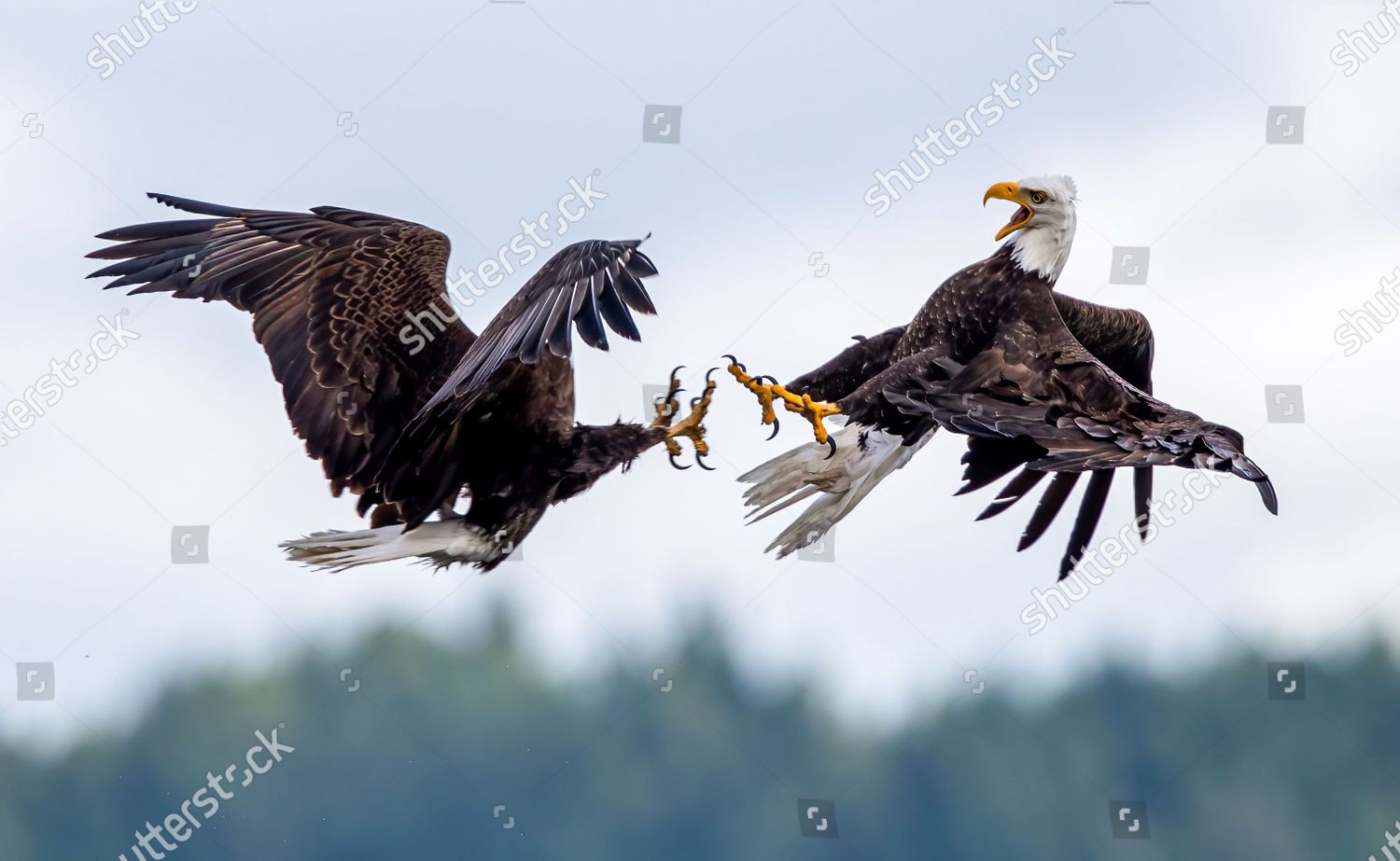 Bald Eagles Lock Talons They Battle Editorial Stock Photo - Stock Image ...