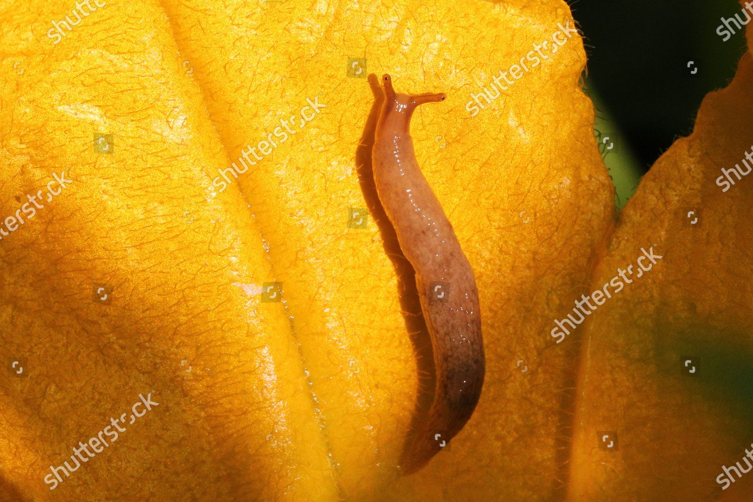 Garden Slug On Squash Plant Flower Editorial Stock Photo - Stock Image ...