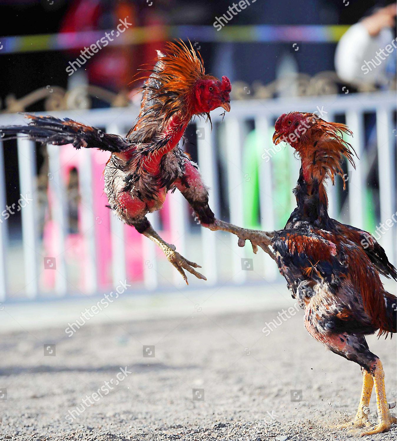 Two Cocks Fight Editorial Stock Photo - Stock Image | Shutterstock
