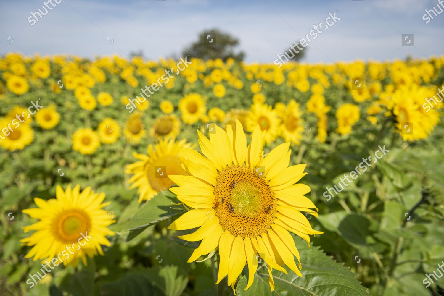 Sunflowers Bloom On Thursday On Field Editorial Stock Photo - Stock ...