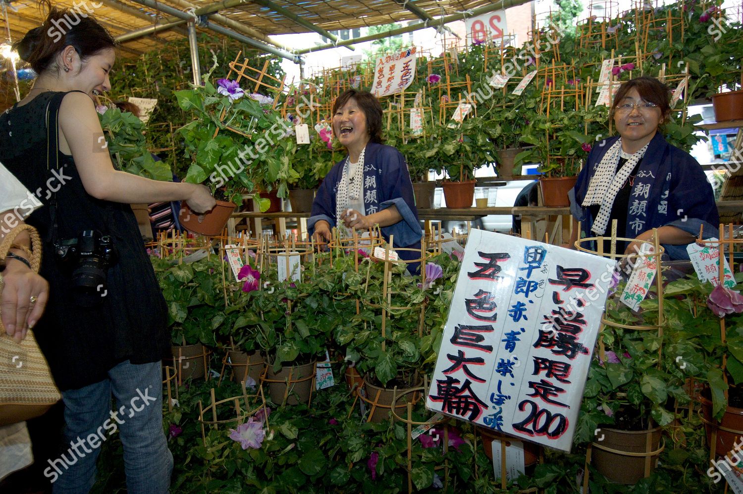 Vendors Sell Morning Glory Plants During Editorial Stock Photo - Stock ...