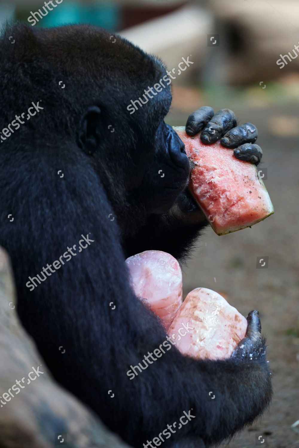 Ape Eats Frozen Fruit Cool Down Editorial Stock Photo - Stock Image ...
