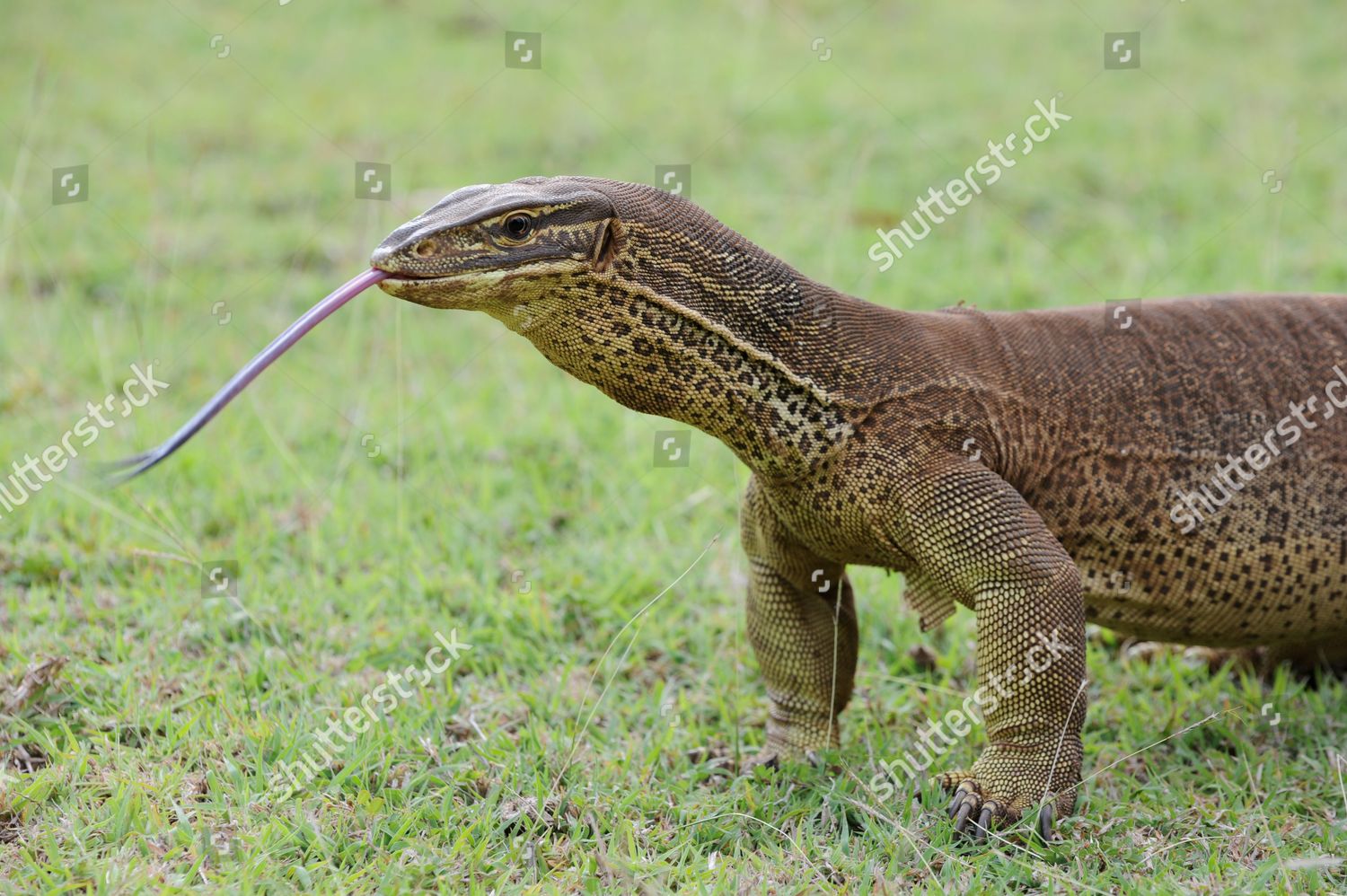 Monitor Lizard Kimberley Western Australia Editorial Stock Photo ...