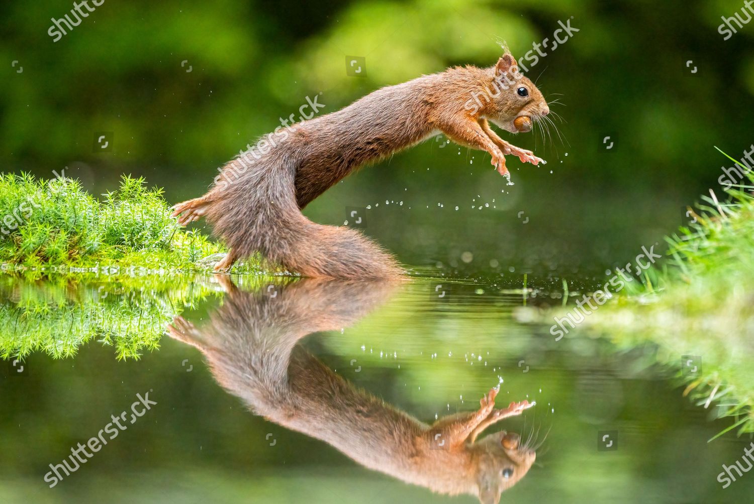 Squirrel Shows Off Acrobatic Skills Goes Editorial Stock Photo - Stock ...