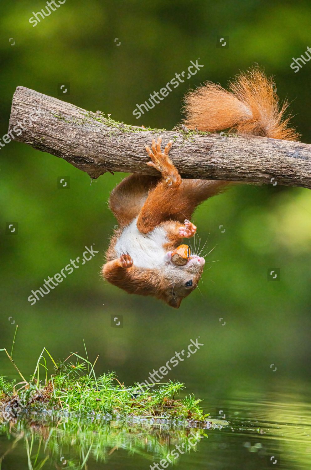 Squirrel Shows Off Acrobatic Skills Goes Editorial Stock Photo - Stock ...