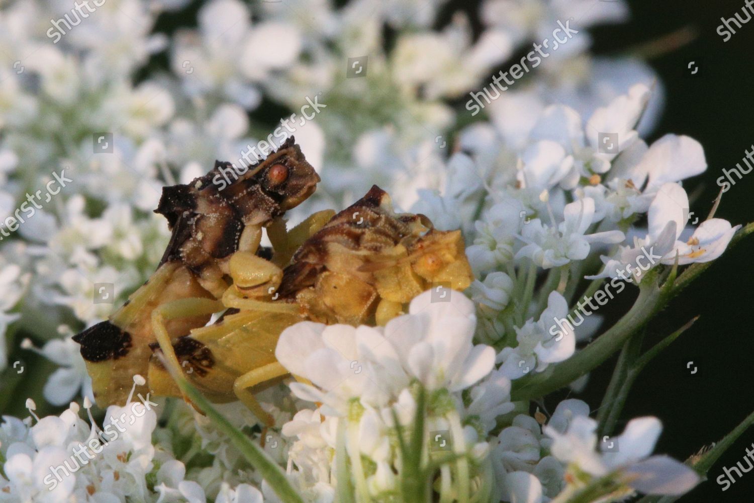 Jagged Ambush Bugs Phymata Spp Mating Editorial Stock Photo - Stock ...