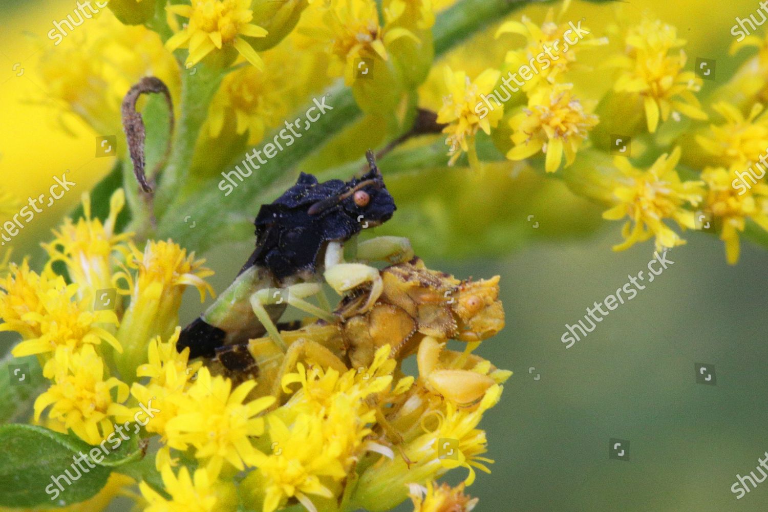 Jagged Ambush Bugs Phymata Spp Mating Editorial Stock Photo - Stock ...