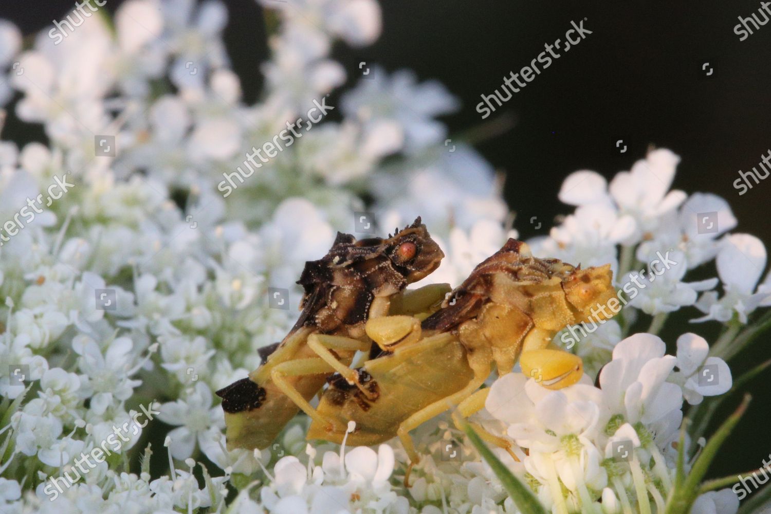 Jagged Ambush Bugs Phymata Spp Mating Editorial Stock Photo - Stock ...