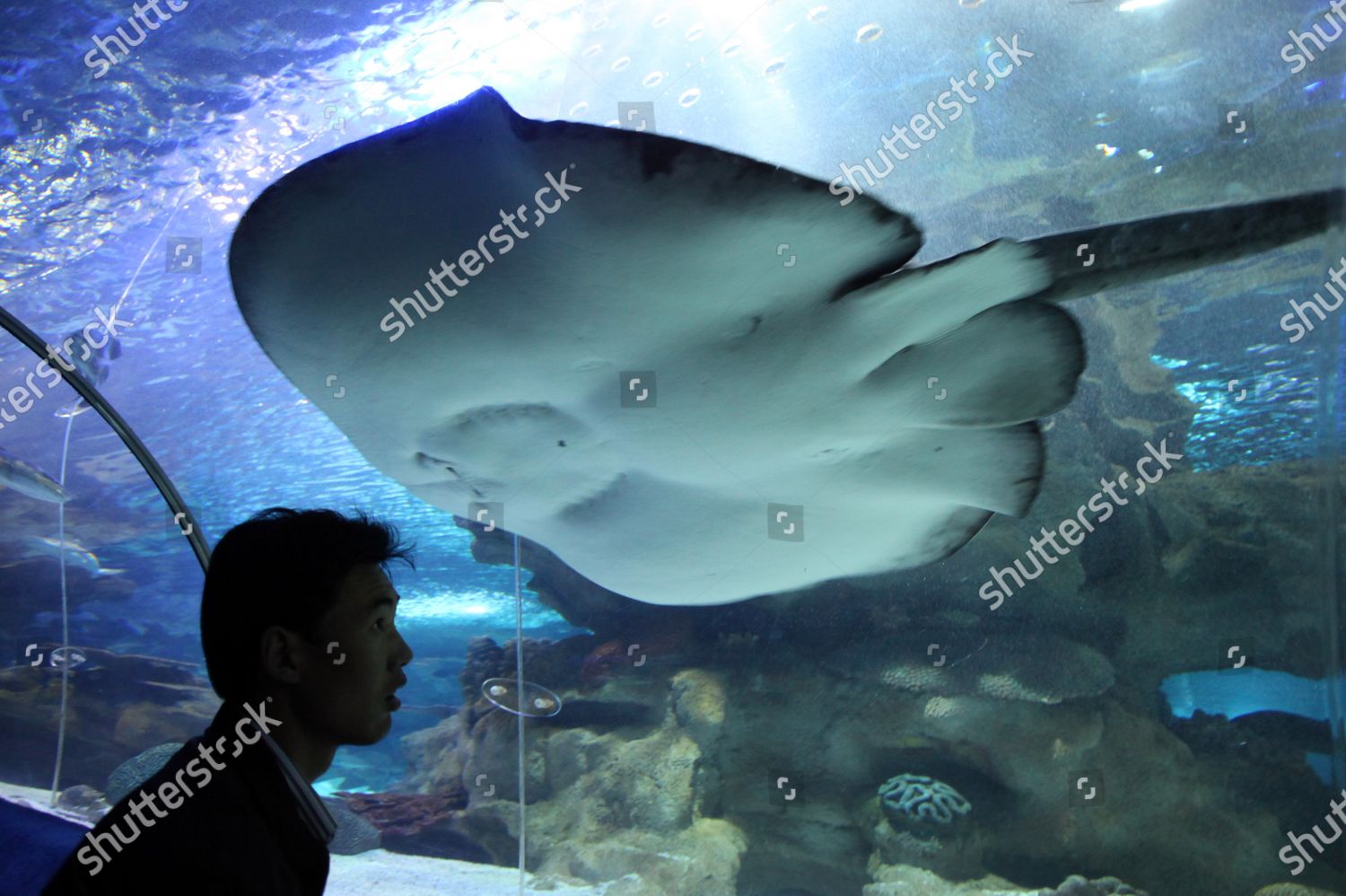 Chinese Man Watches Large Stingray Swim Editorial Stock Photo - Stock ...