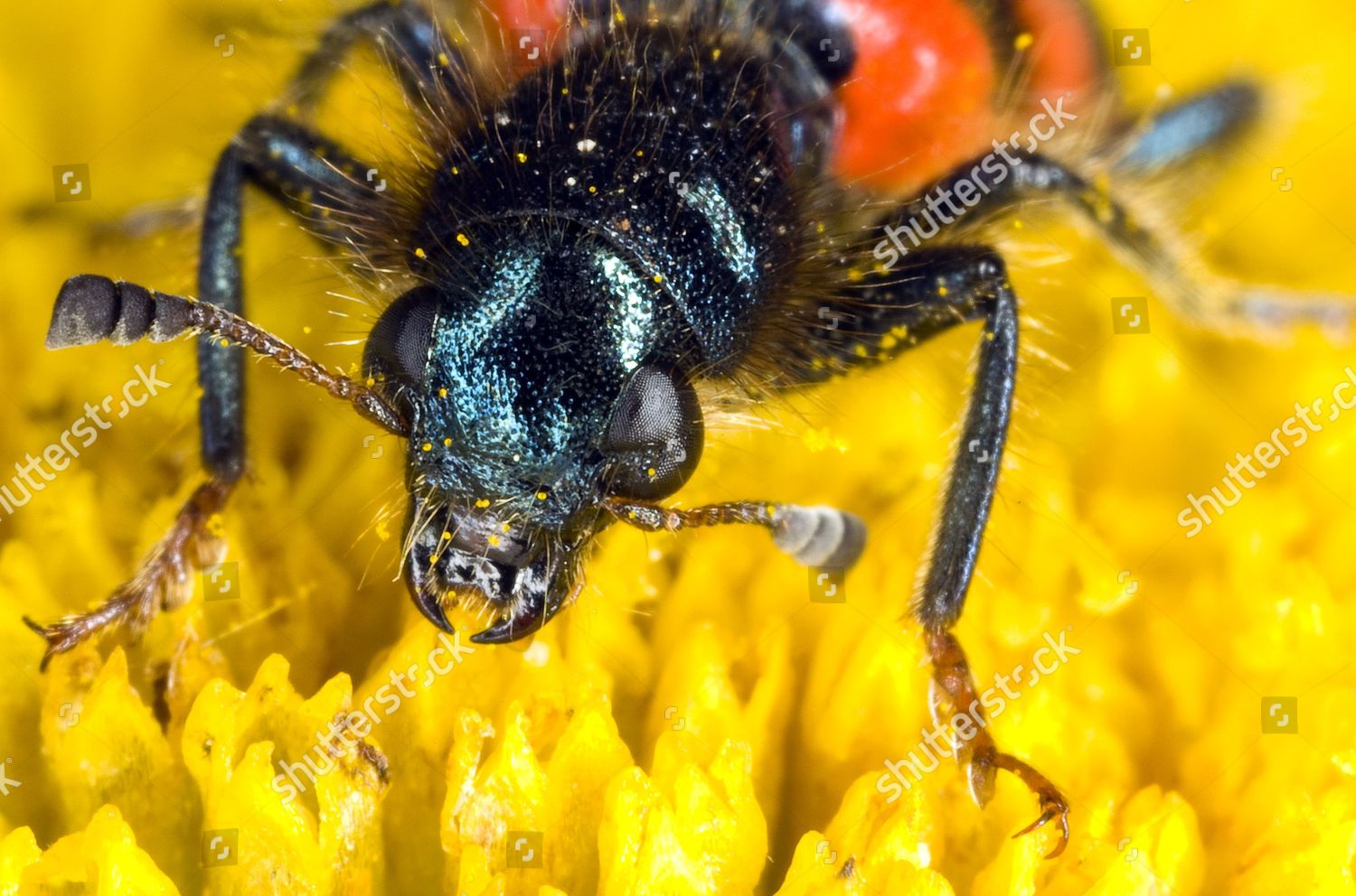 Trichodes Apiarius Bee Beetle Editorial Stock Photo - Stock Image ...