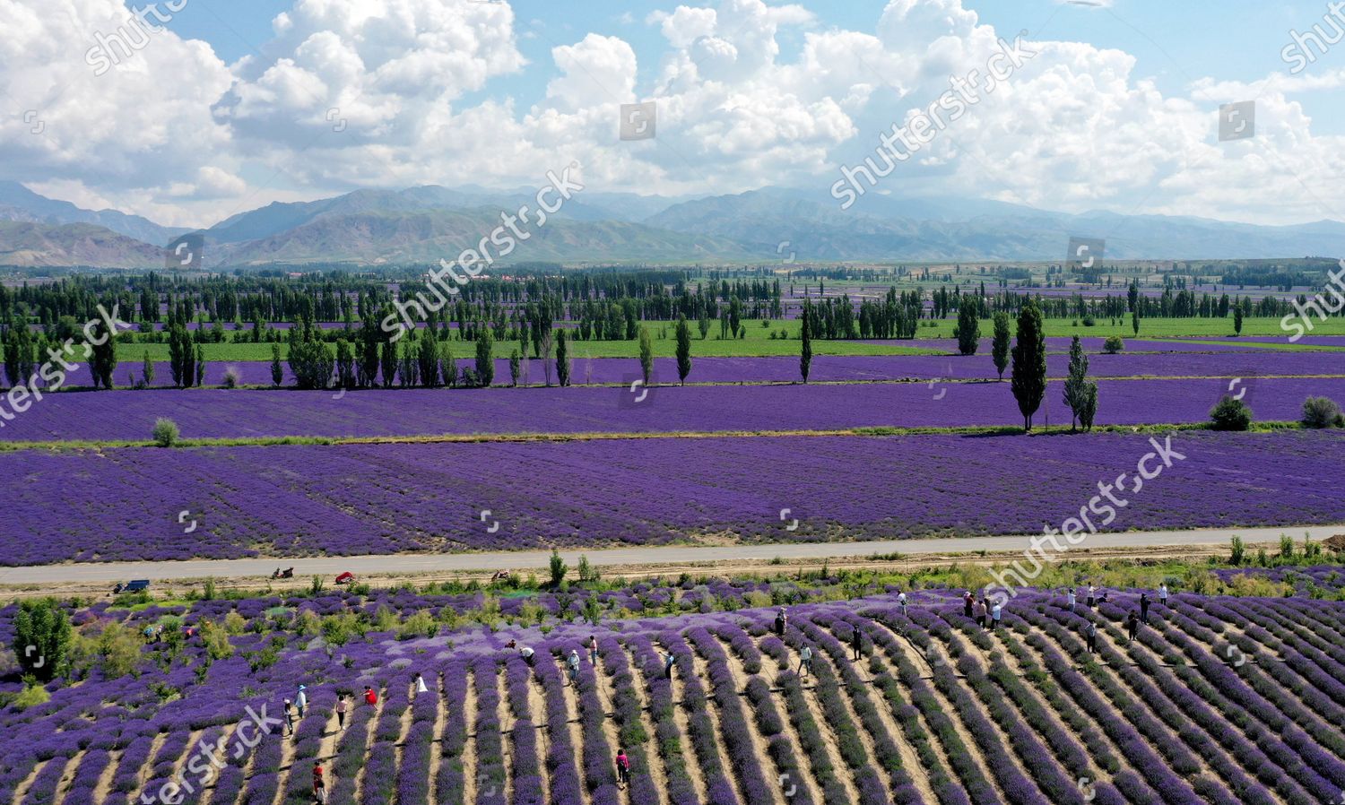 ON JUNE 13 2020 LAVENDER BLOOMS Editorial Stock Photo - Stock Image ...