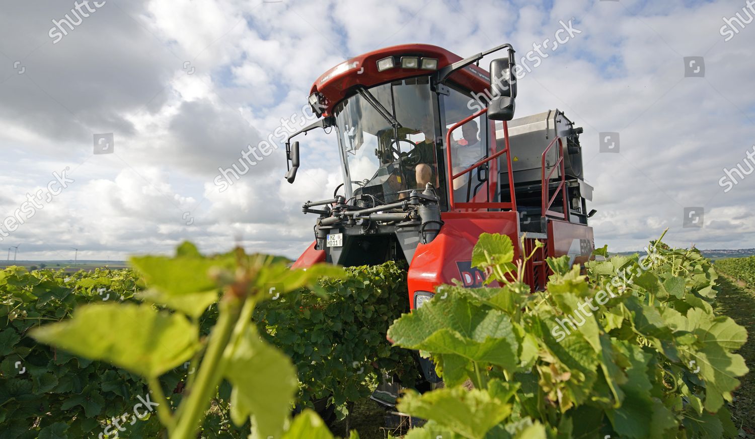 Harvesting Machine Rolls Through Lines Vines Editorial Stock Photo ...
