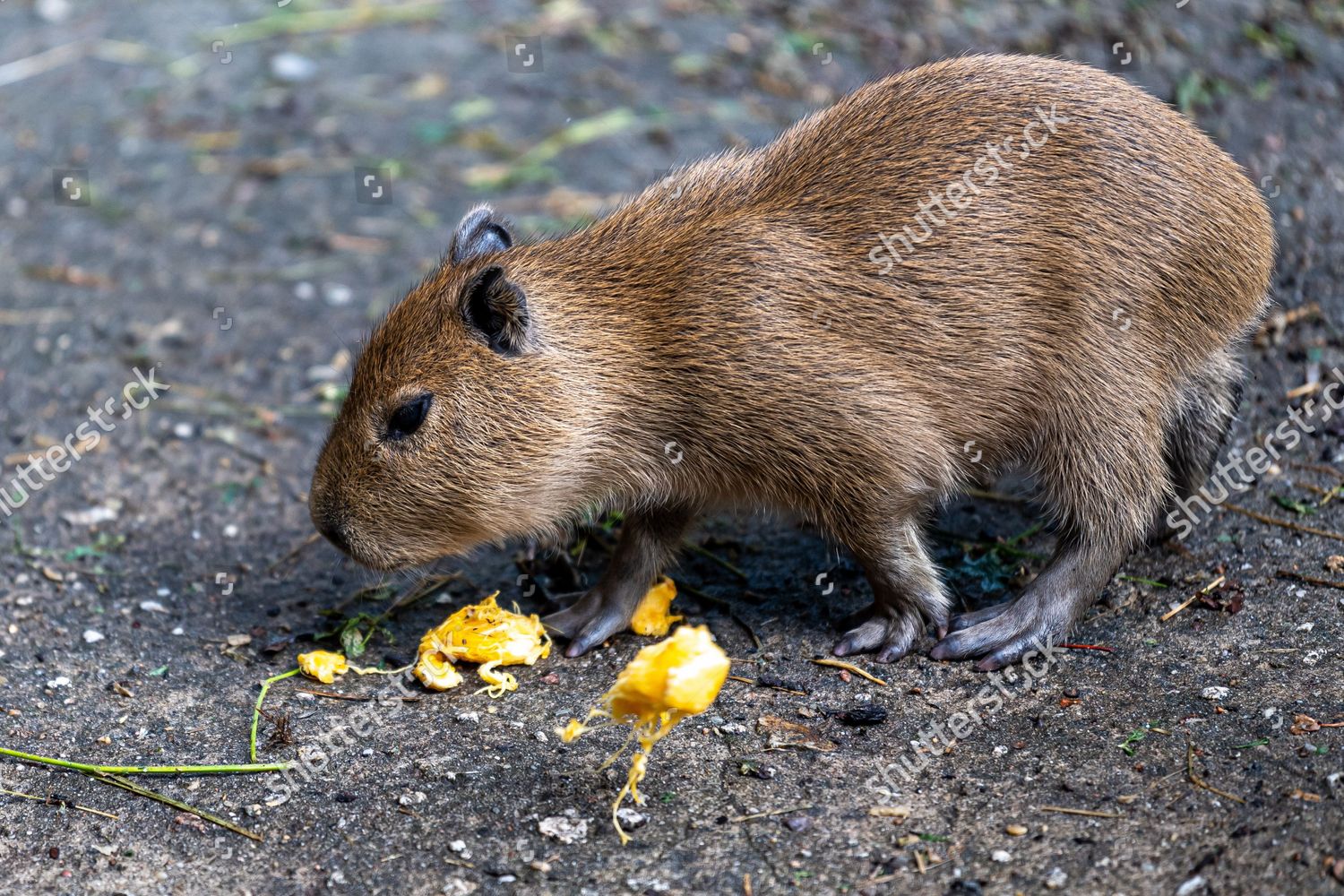 Almost Twoweekold Capybara Rest Herd On Editorial Stock Photo - Stock ...