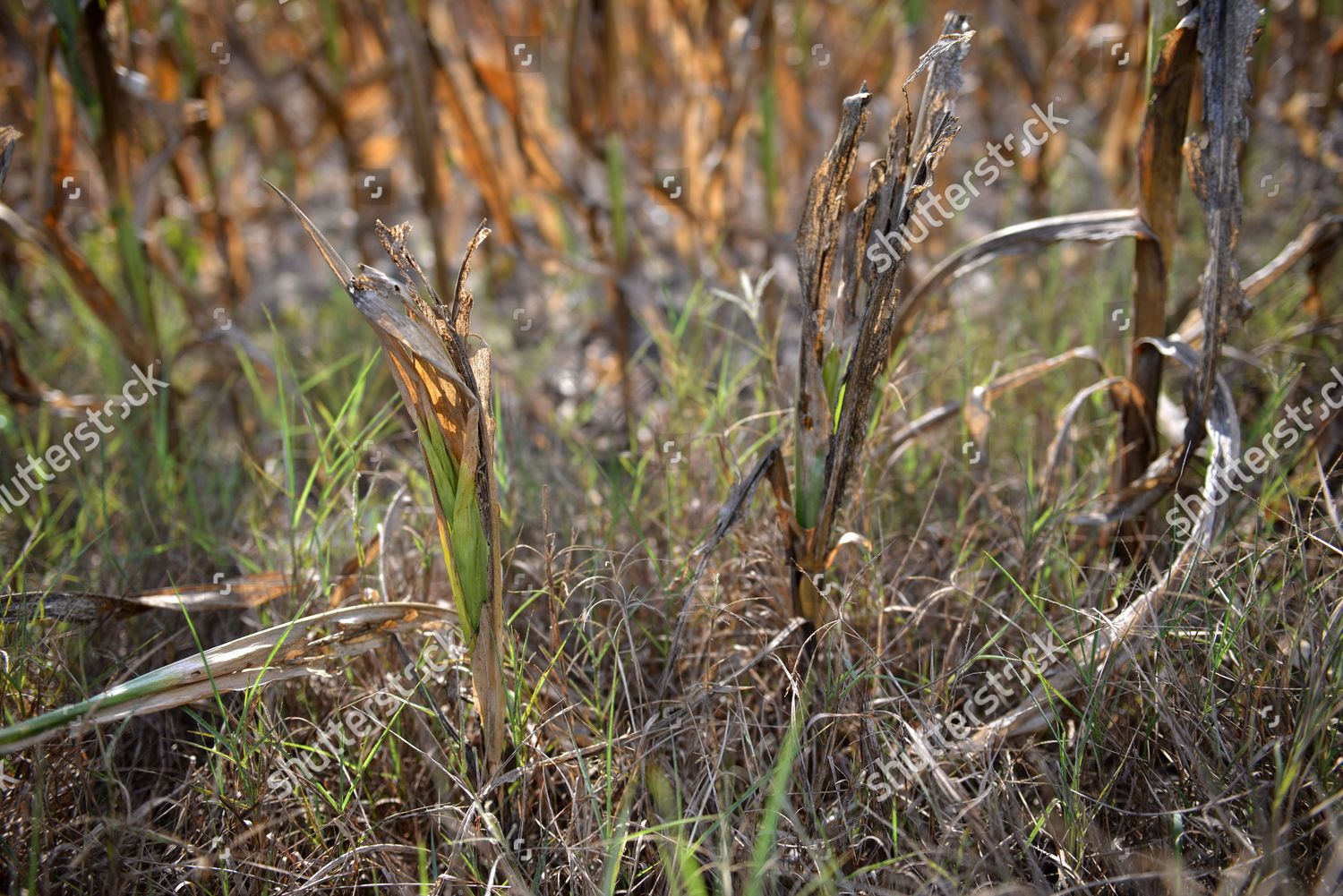 Wilted Corn Plants Seen On August Editorial Stock Photo - Stock Image ...