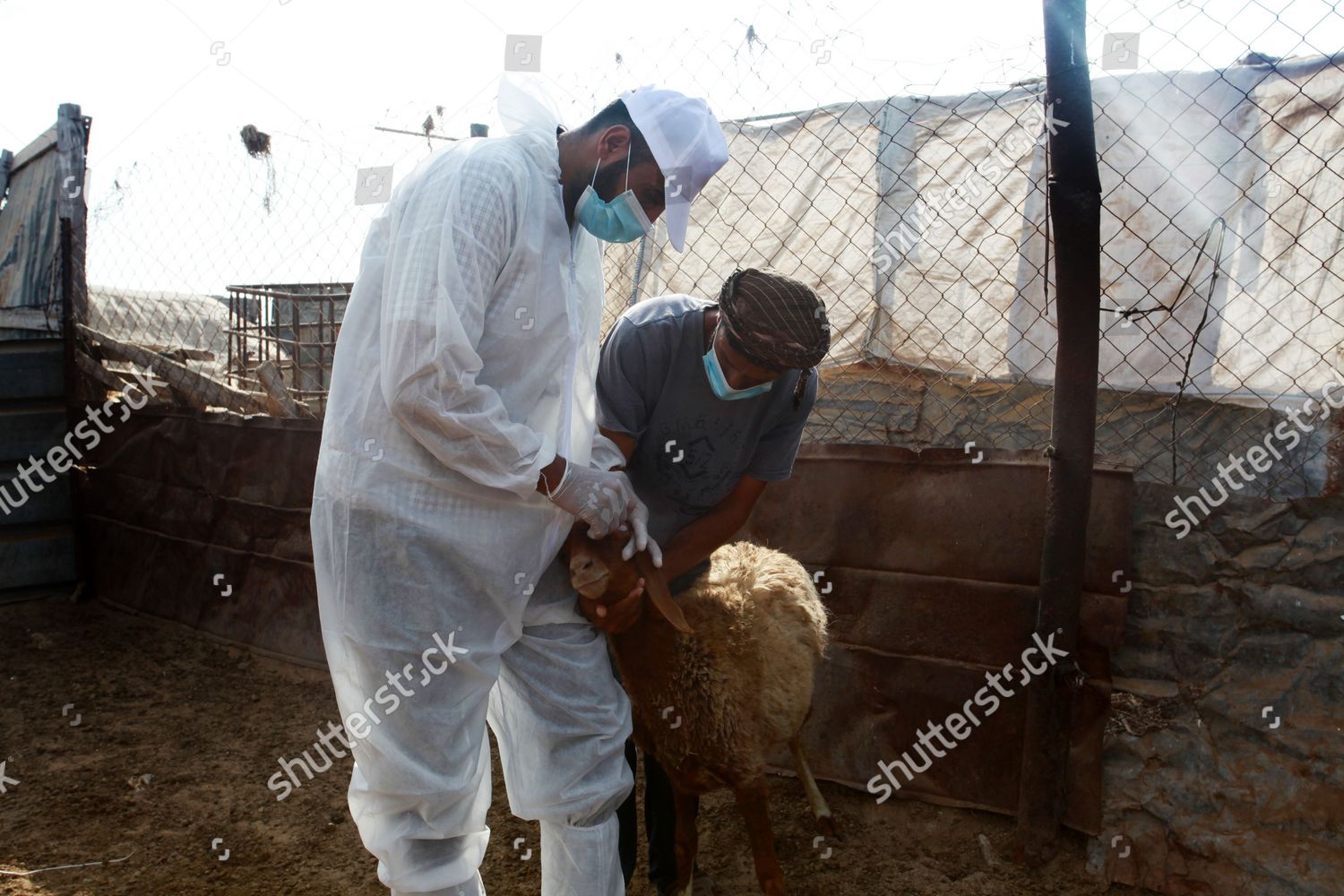 Palestinian Agriculture Workers Inject Dose Sheep Editorial Stock Photo ...