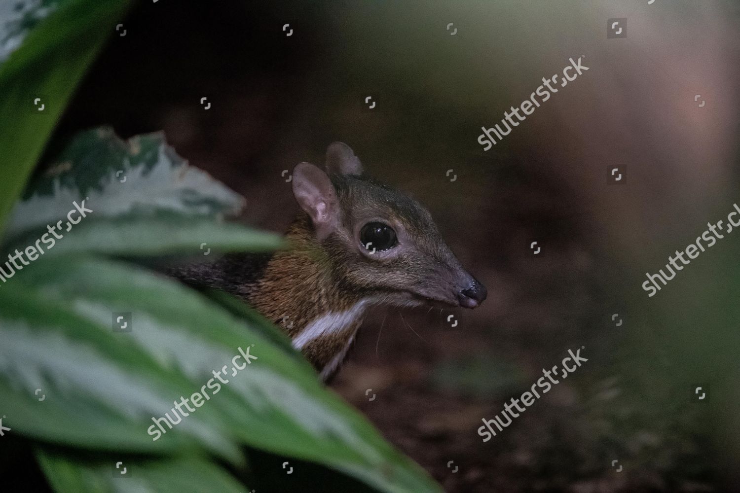 Twomonthold Java Mousedeer Tragulus Javanicus Zoo Editorial Stock Photo ...