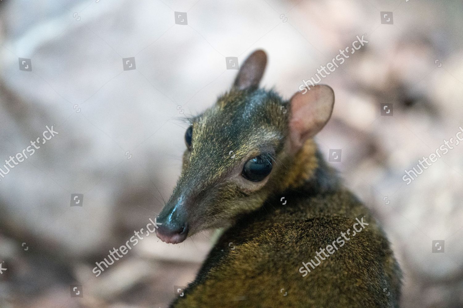 Twomonthold Java Mousedeer Tragulus Javanicus Zoo Editorial Stock Photo ...