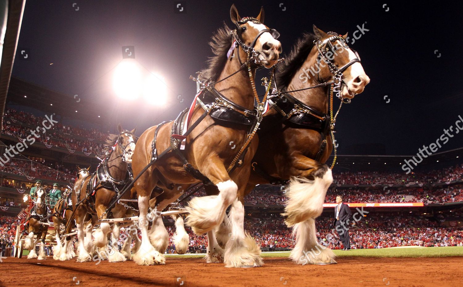Budweiser Clydesdales Round Busch Stadium Track Editorial Stock Photo ...