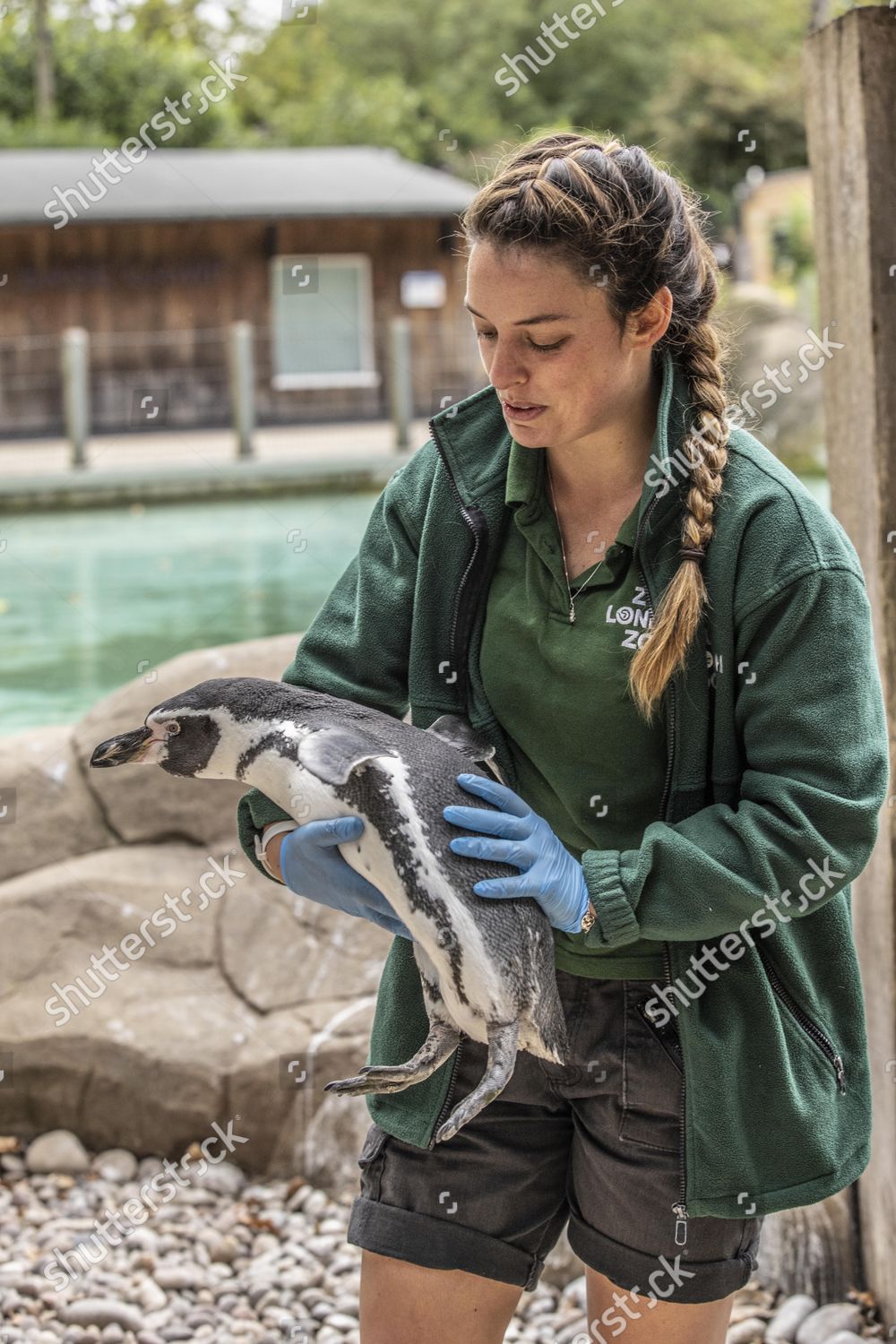 Humboldt Penguins Line Close Inspection On Editorial Stock Photo ...