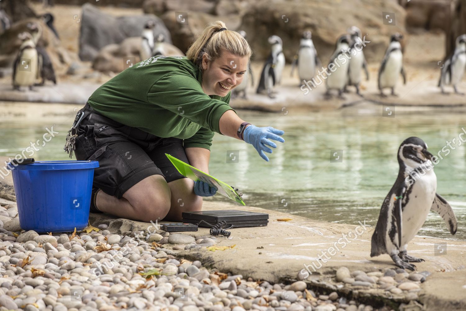 Humboldt Penguins Makes Run Avoid Inspection Editorial Stock Photo ...